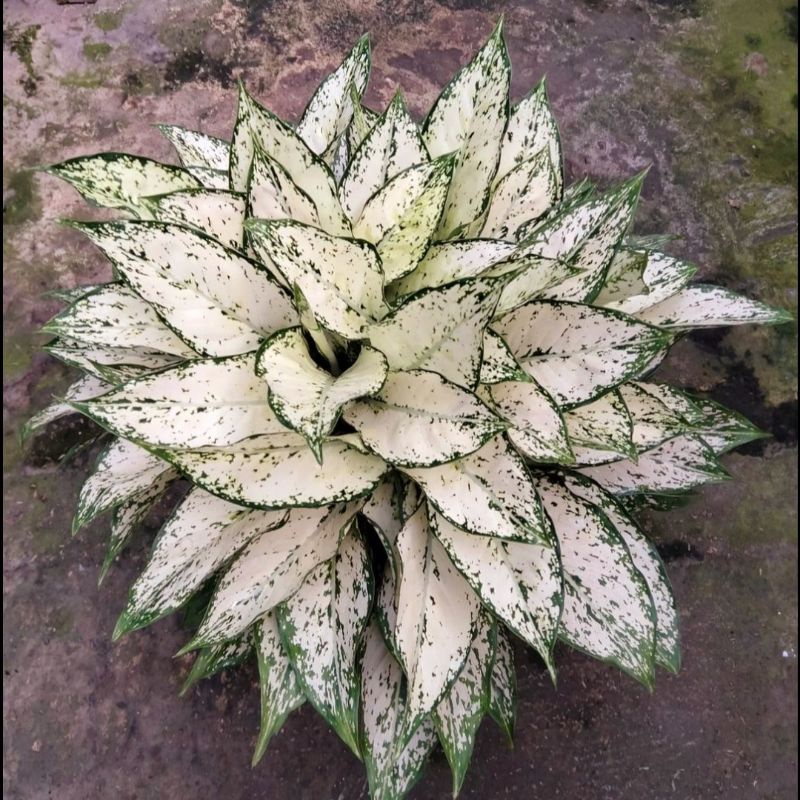 Jual Aglonema siam paragon (Tanaman hias aglaonema siam paragon ...