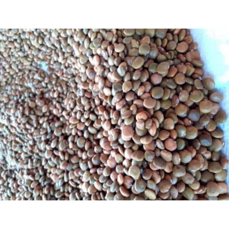 Jual BENIH BIBIT BENGKOANG BERKUALITAS 1000 Gram (1KG) | Shopee Indonesia