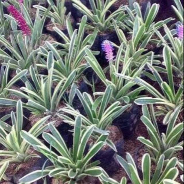 Jual Tanaman hias bromelia varigata - pohon bromel varigata | Shopee ...