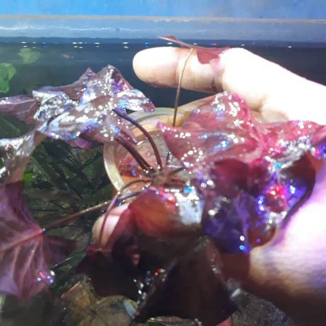 Jual Tiget lotus tanaman hias air tawar tilot aquascape akuarium ...