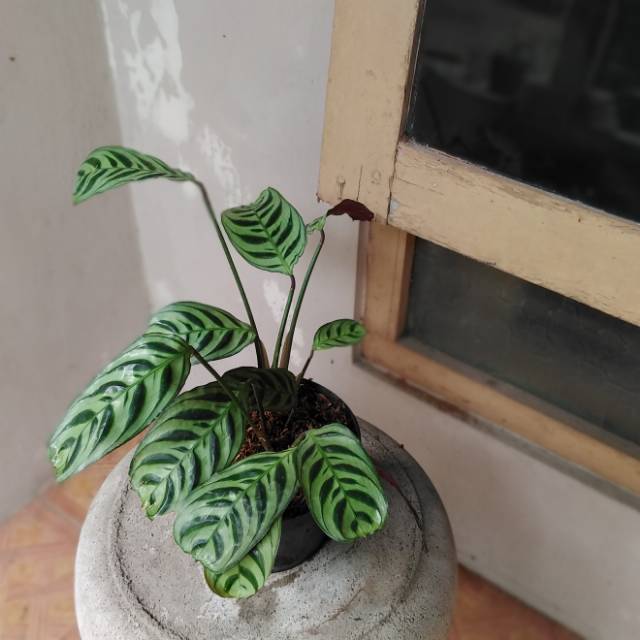 Jual Calathea stromata | Shopee Indonesia