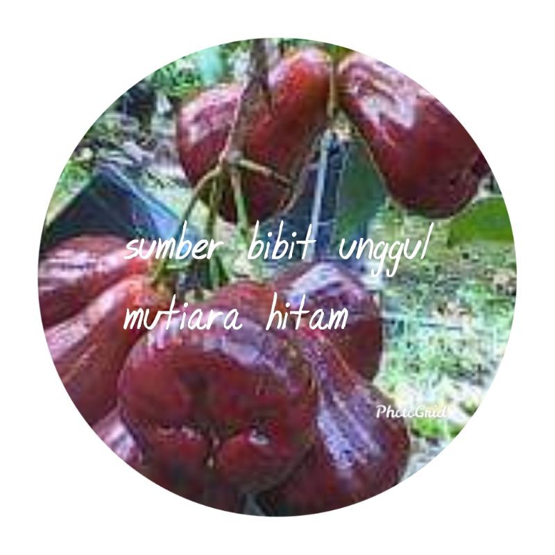 Jual bibit jambu mutiara hitam super unggul | Shopee Indonesia
