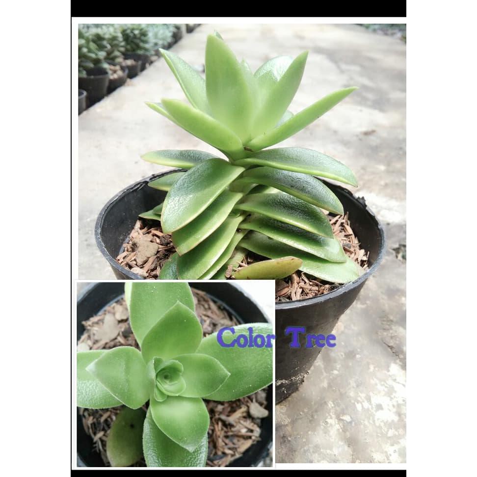 Jual Bibit Tanaman Hias Cactus And Succulent Crassula Ovata mud4h ...