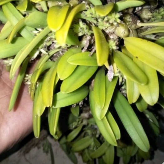 Jual anggrek eria retusa mini per bulb ukuran dewasa, | Shopee Indonesia