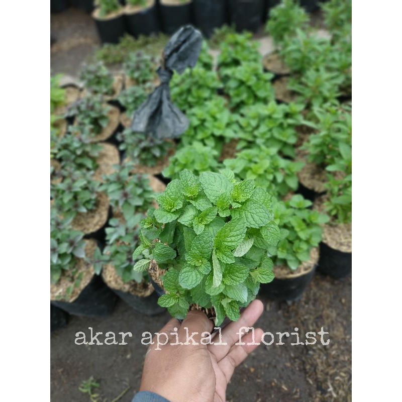 Jual Tanaman Rempah Daun Mentha Mint / Daun Min / paling sering di ...