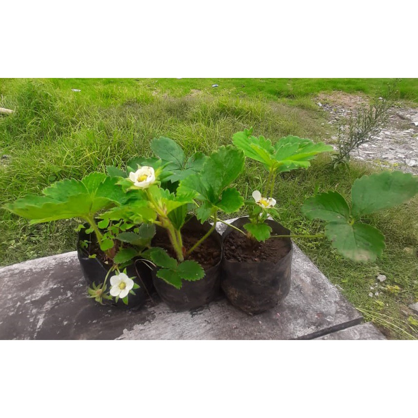 Jual Bibit Strawberry Sudah Berbuah, Bibit stroberi Giant, California ...