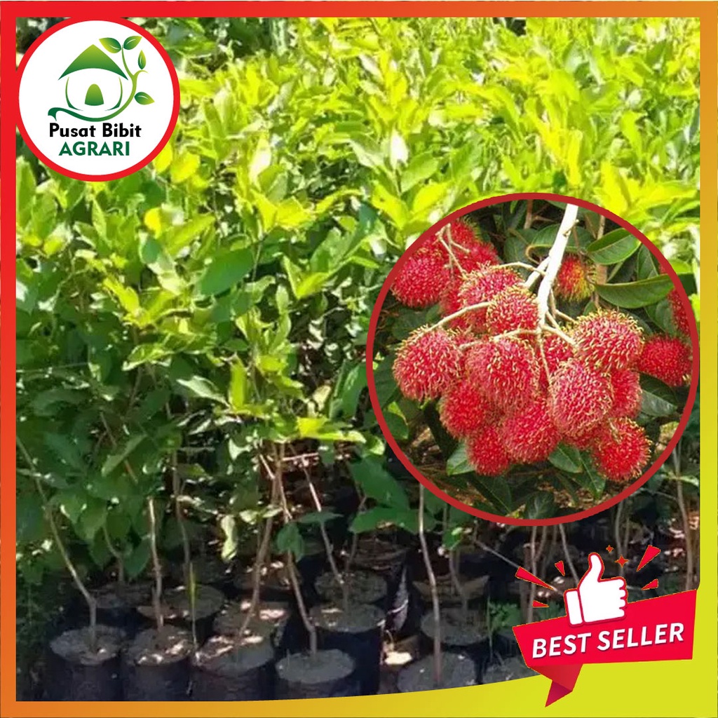 Jual Bibit Rambutan Binjai Asli Tanaman Buah Hasil Okulasi Super Unggul ...