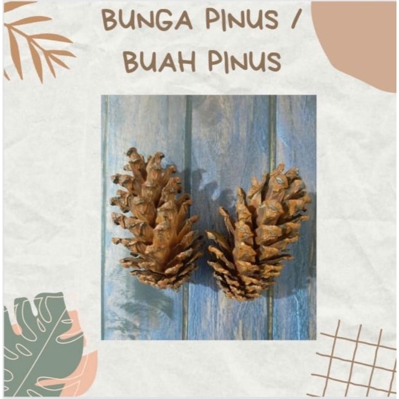 Jual BUNGA PINUS / BUAH PINUS RUSTIC | Shopee Indonesia