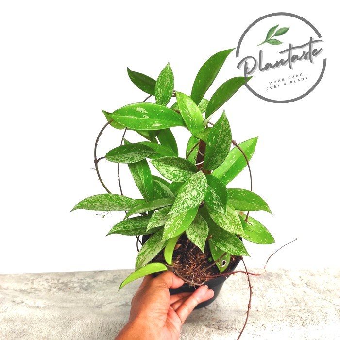 Jual Hoya Carnosa Shirley | Wax Plant - Tanaman Hias Gantung Rambat ...