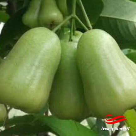 Jual Bibit Jambu Madu Deli Hijau | Shopee Indonesia
