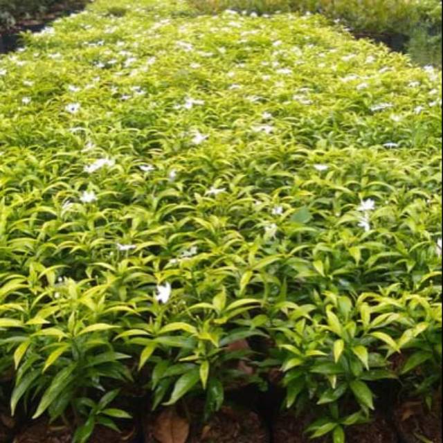 Jual POHON RAMBUSA MINI GOLDEN | Shopee Indonesia