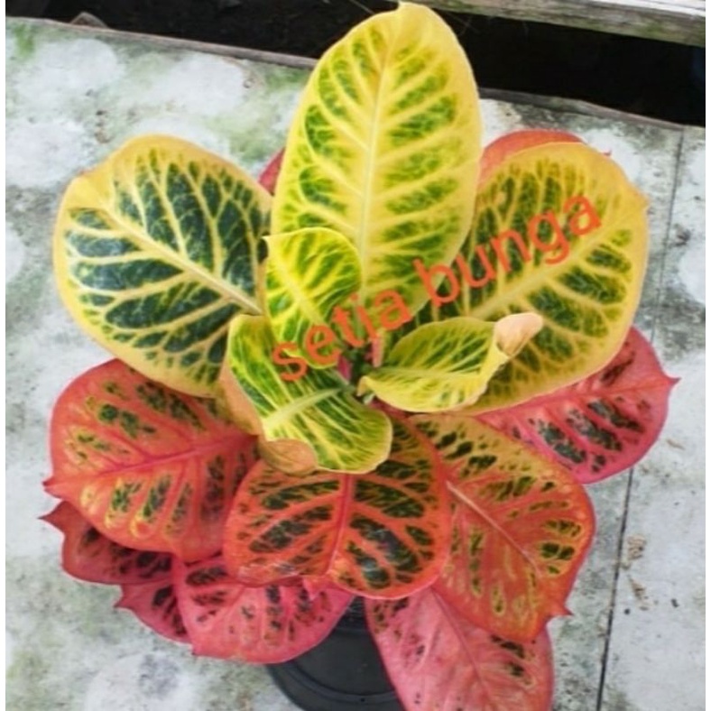 Jual tanaman hias puring kerispatih, tanaman puring krispatih | Shopee ...