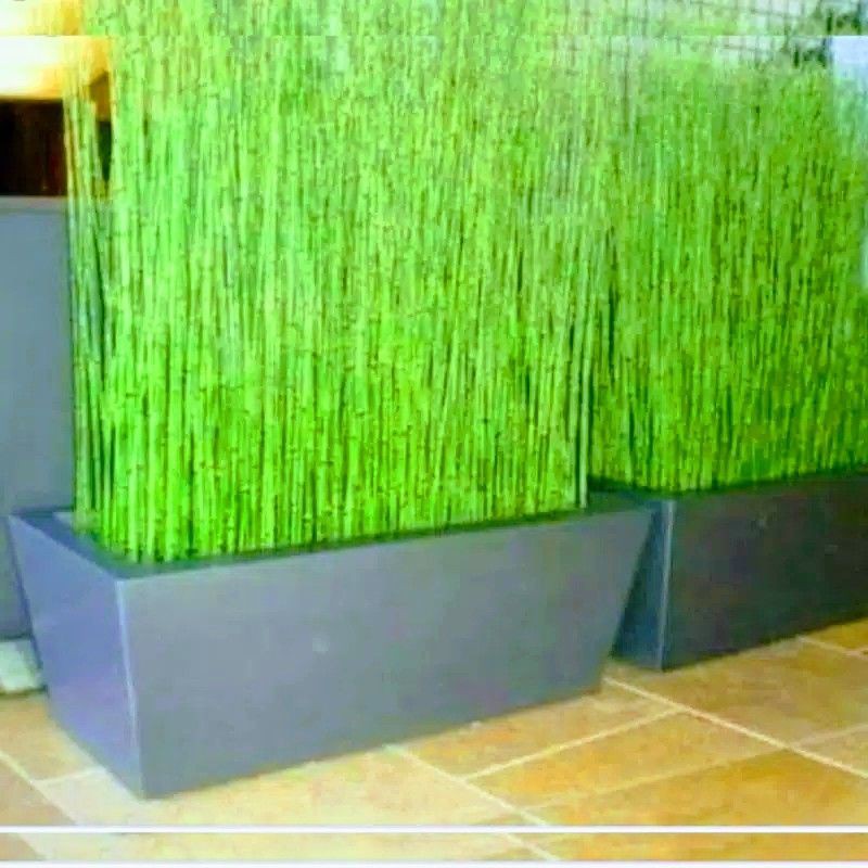 Jual Tanaman Bambu Air Rimbun | Shopee Indonesia