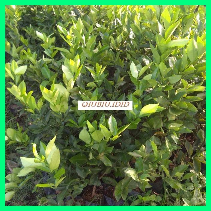 Jual -BENIH-BIBIT-TANAMAN- BIBIT JERUK NIPIS BIBIT JERUK NIPIS ORIGINAL ... Jual -BENIH-BIBIT-TANAMAN- BIBIT JERUK NIPIS BIBIT JERUK NIPIS ORIGINAL ...