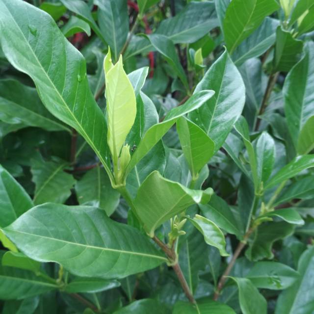 Jual Daun bunga pecah beling kaca beling keji beling segar 500gram ...