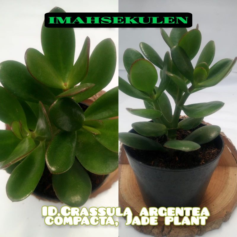 Jual Crassula argentea compacta/jade plant tanaman hias sukulen | Shopee Indonesia