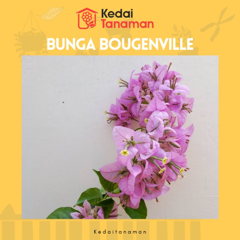 Jual Tanaman Hias Bunga Bougenville Tersedia 6 Variasi Warna - Bunga ...