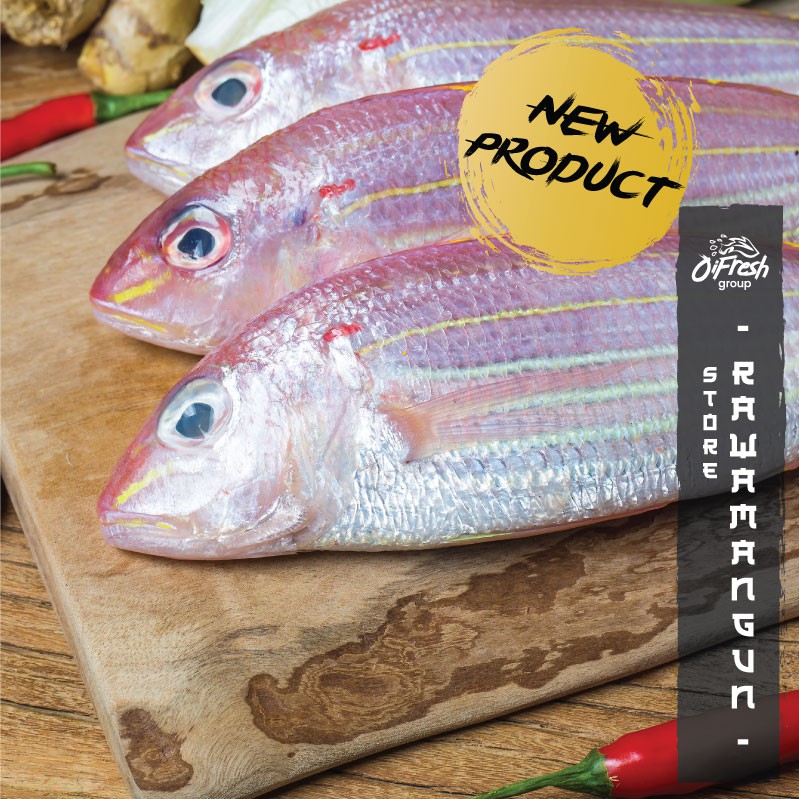 Jual Ikan Kurisi PREMIUM LOKAL Segar dan Bergaransi / Pack | Shopee ...
