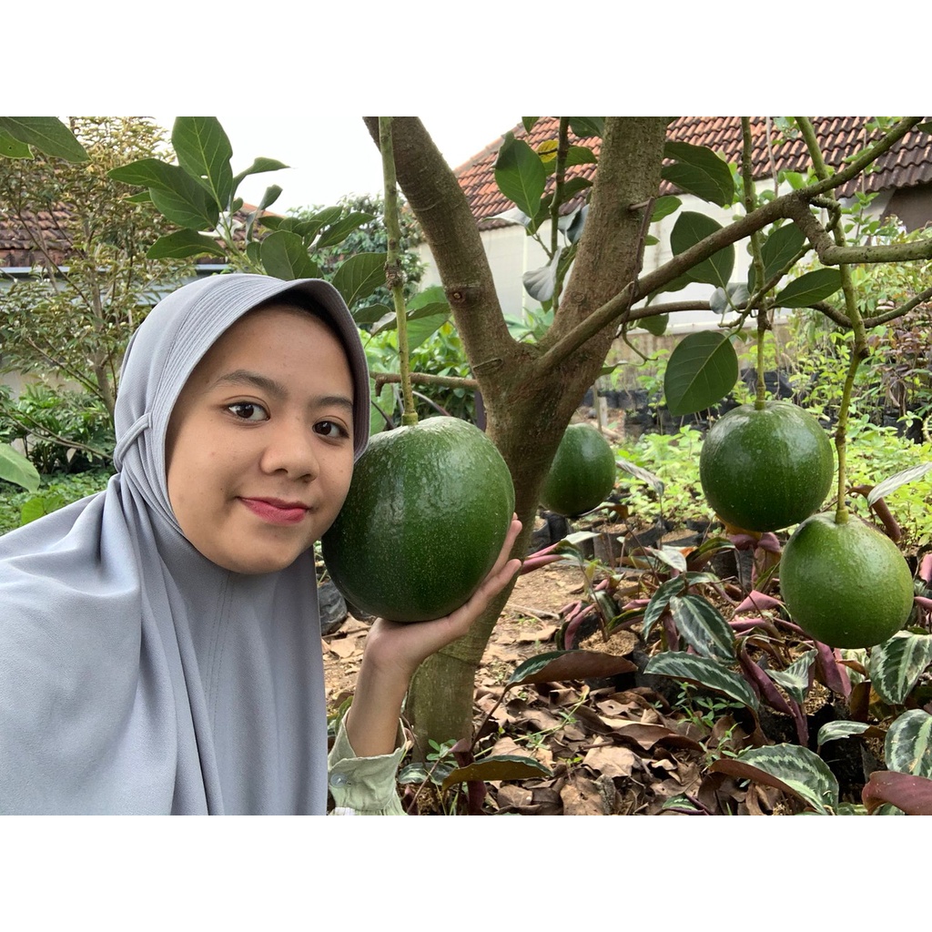 Jual Buah Alpukat Markus Super Jumbo Fresh dari Kebun Berat 1kg ...