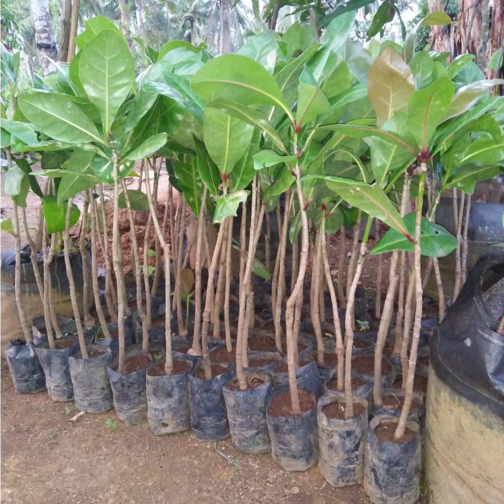 Jual Bibit Tanaman Pohon Keben (Barringtonia Asiatica) Sahabat Mangrove ...