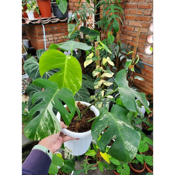 Jual Monstera White Tiger Varigata 5 daun | Shopee Indonesia