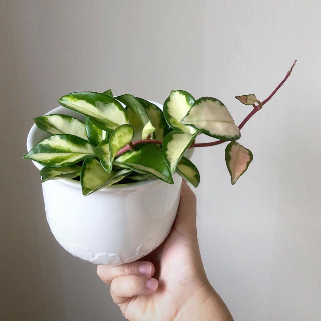 Jual Tanaman bunga hoya carnosa variegata kuning / Carnosa varigata ...