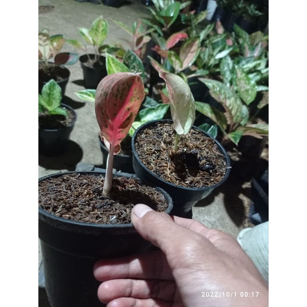 Jual AGLONEMA BEBY LEMANG( legacy mangkok) | Shopee Indonesia Jual AGLONEMA BEBY LEMANG( legacy mangkok) | Shopee Indonesia