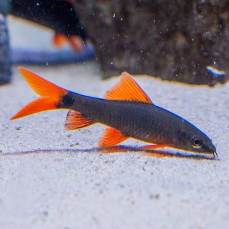 Jual Ikan Redfin Rainbow | Ikan Hias Akuarium Air Tawar | Shopee Indonesia