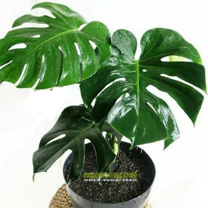 Jual Tanaman Hias - Pohon Monstera King, Monstera Giant + Pot Ukuran ...