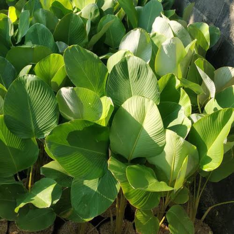 Jual Tanaman Hias Pisang Katak/Pisang Lutea | Shopee Indonesia