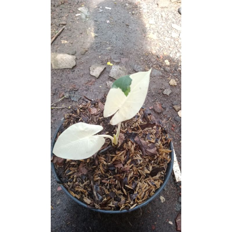 Jual TANAMAN HIAS SENTE VARIGATA- ALOKASIA MACRORRHIRA VARIGATA ...