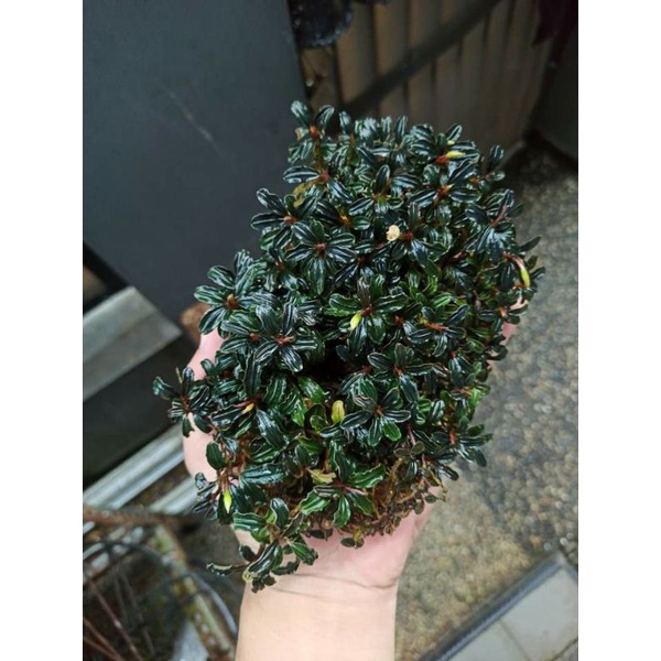 Jual bucep mini brownie phantom 1 kg | Shopee Indonesia