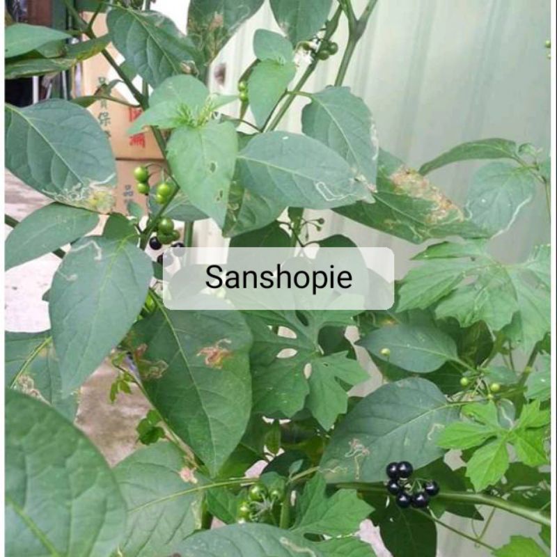 Jual Daun Ranti Atau Daun Leunca Hutan Segar Per 250 Gram | Shopee ...