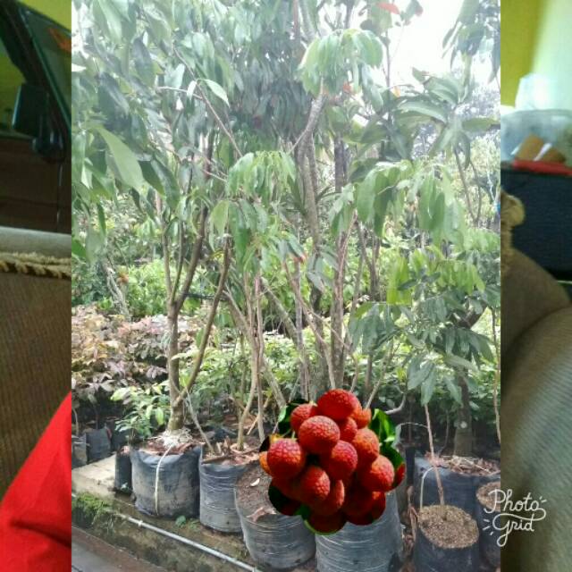 Jual Bibit Tanaman Buah Leci Kom Siap Berbuah Tinggi 1,5 M - 2 M ...