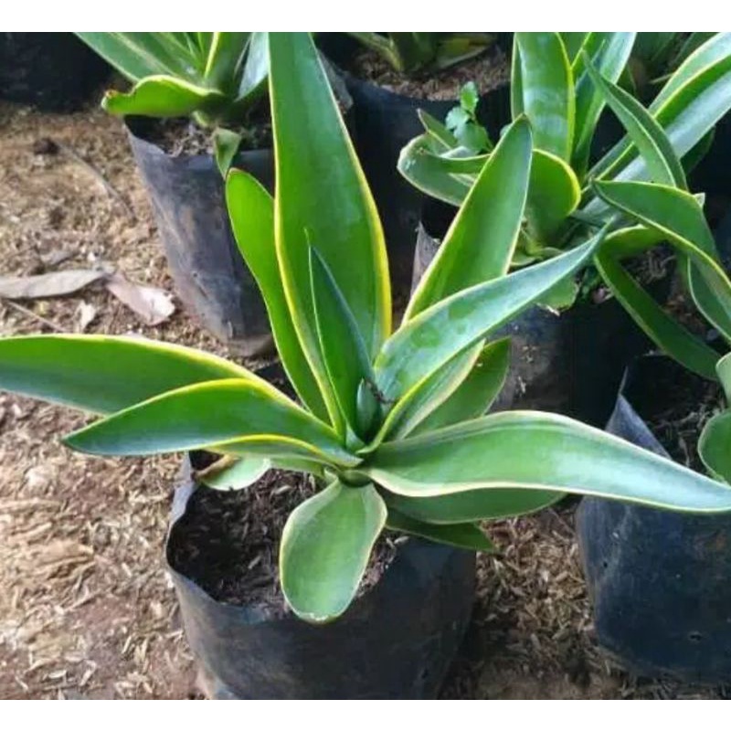 Jual siklok agave | Shopee Indonesia