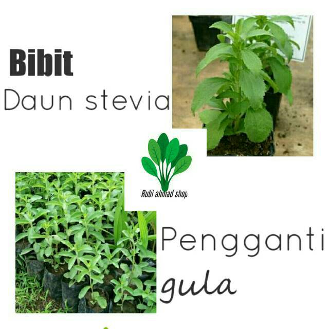 Jual Bibit tanaman stevia/daun pengganti gula/daun manis (obat herbal ...