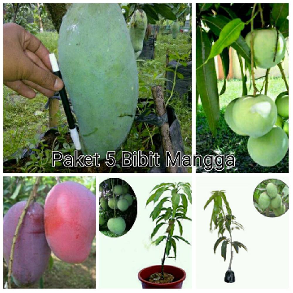 Jual Paket 5 Bibit Mangga C++ | Shopee Indonesia