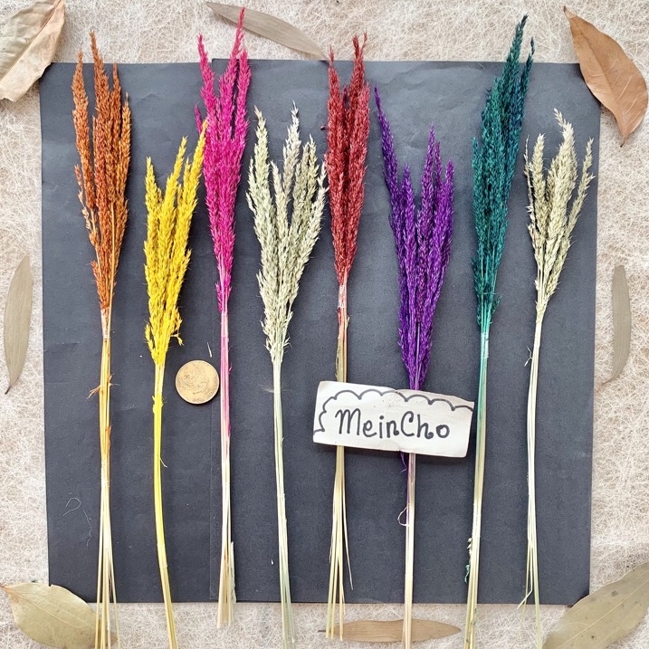 Jual (5 tangkai) Bunga Kering Ilalang Pampas Lokal Alang Alang Dried ...