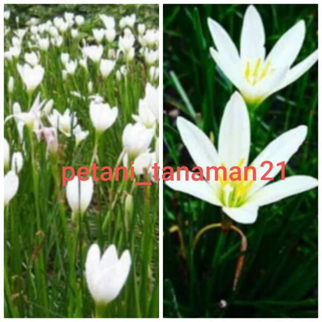 Jual Kucai lili/ tanaman hias kucai tulip / kucai bunga | Shopee Indonesia