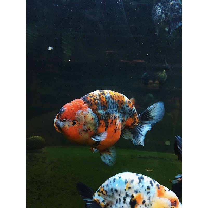 Jual Ikan Mas koki Ranchu Calico / Ranchu Goldfish uk (4-6cm) | Shopee ...