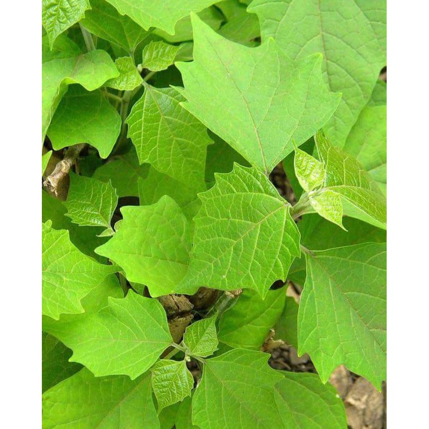 Jual Paket 10 Bibit Pohon Kayu Gamelina Jati Putih Termurah | Shopee ...