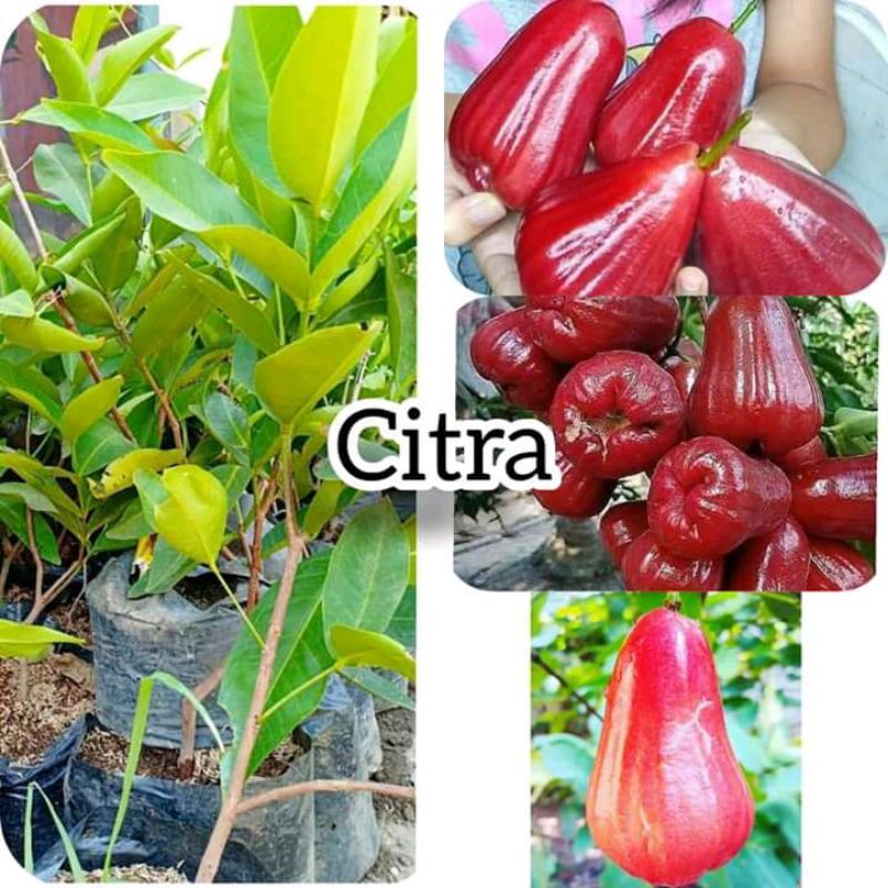 Jual Bibit Tanaman Buah Jambu Air Citra Super | Shopee Indonesia