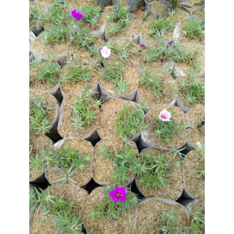 Jual sutra bombay warna random | Shopee Indonesia