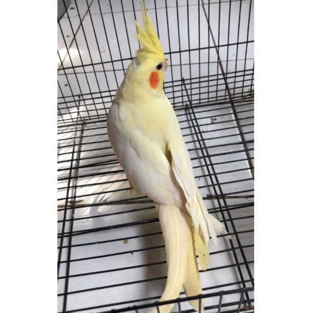 Jual Burung Falk Parkit Australia ( minus ) | Shopee Indonesia