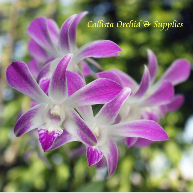 Jual Anggrek Dendrobium Caesar N4 | Shopee Indonesia