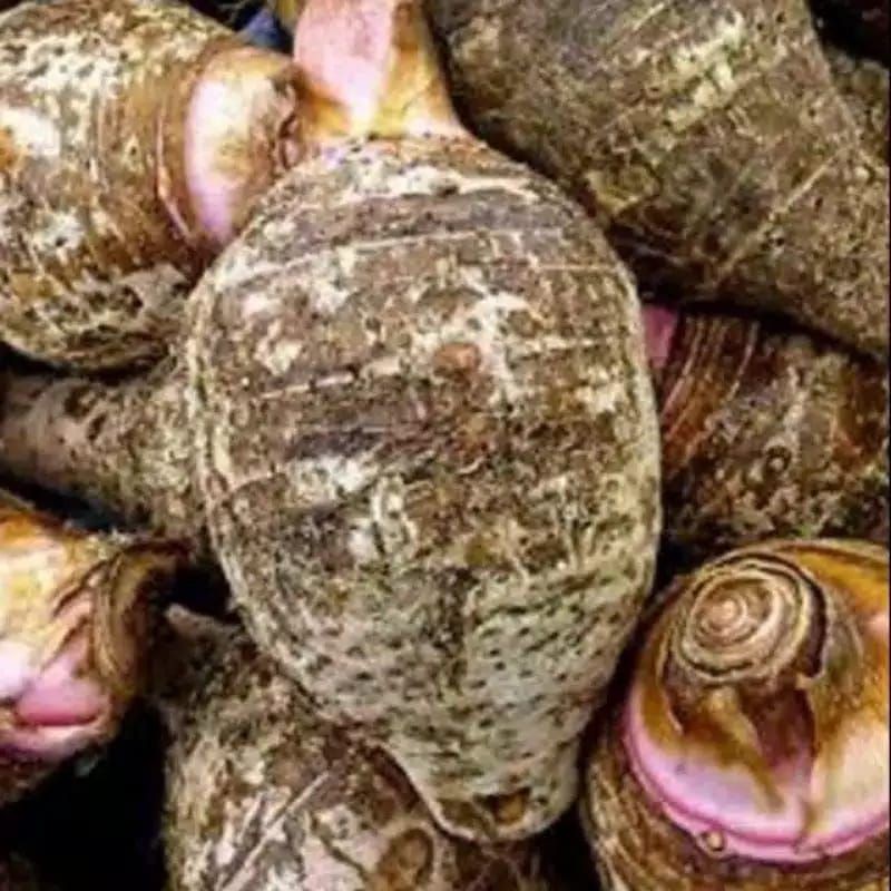 Jual Umbi Talas Kimpul Pulen 1kg | Shopee Indonesia