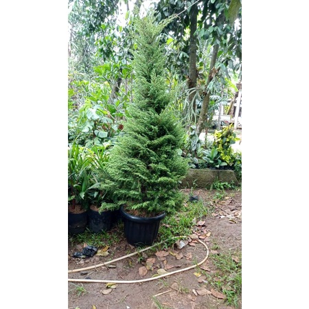 Jual Pohon Cemara Natal Asli Tanaman Cemara Natal Hidup 2m | Shopee ...