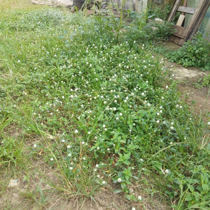 Jual Ju6J013K Rumput Teki Malela Sintrong Babandotan Dkk Buat Pakan ...