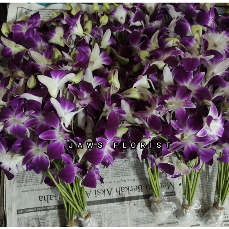 Jual Bunga Anggrek Dendrobium | Shopee Indonesia