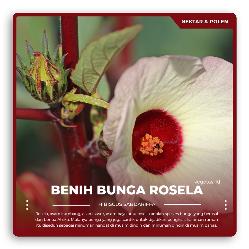 Jual Benih Bunga Rosella Bibit Tanaman Biji Teh Herbal Rosela Hibiscus ...